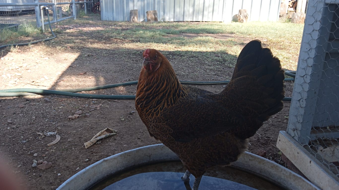 Ameraucana Chicken Breeds: The Definitive Guide - Guerrilla Homesteader