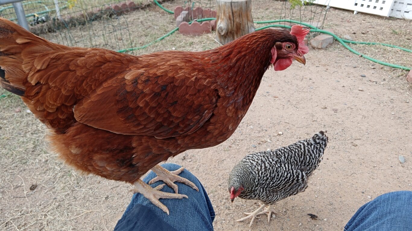 Rhode Island Red: An In-Depth Guide To Raising A Beloved Chicken Breed ...