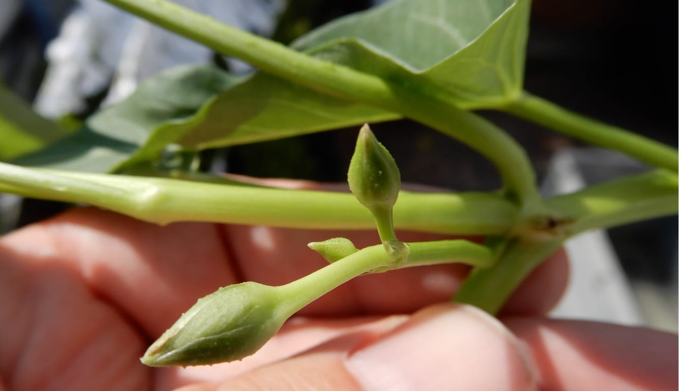Spectacular Results: How To Germinate Kangkong Seeds Fast! - Guerrilla ...