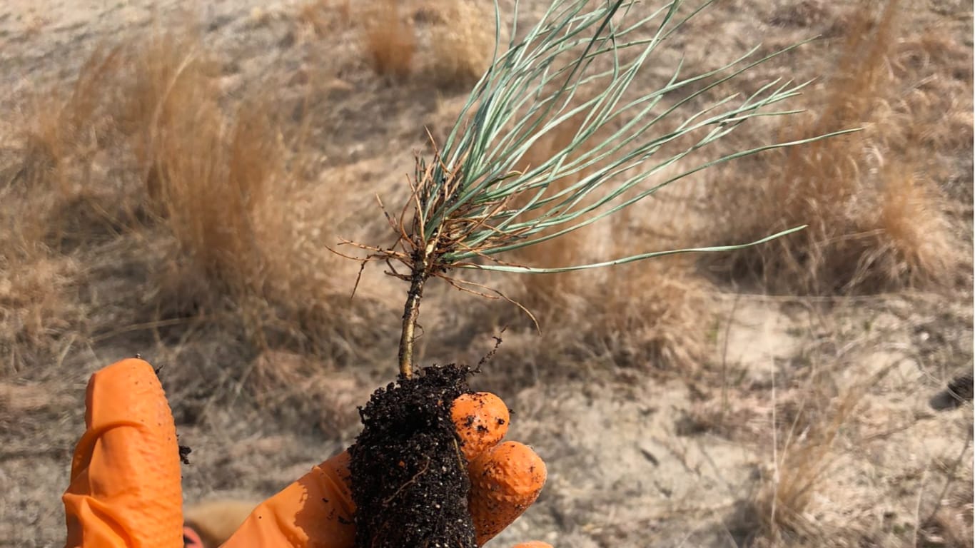 Germination Genius: How To Germinate Ponderosa Pine Seeds With These ...