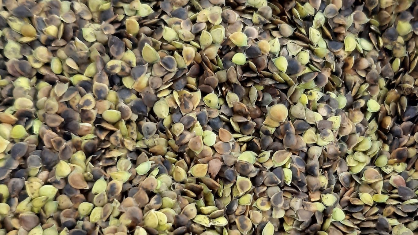 Gardening Gold: How To Germinate Ranunculus Seeds For A Riot Of Color ...